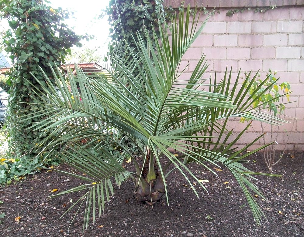 Erste Outdoor versuche / Winterharte Palmen / Palmenforum.de